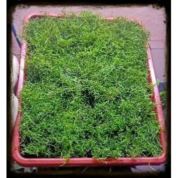 Jual JAVA MOSS FRESS FULL AIR 21 CM X 16 CM AKUARIUM AQUASCAPE | Shopee ...