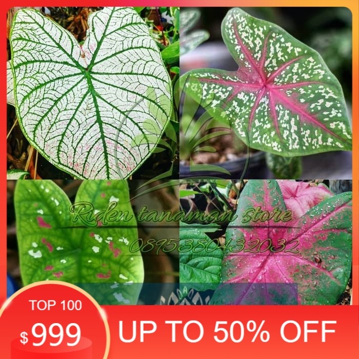 Jual paket 4 tanaman hias keladi - pohon keladi - caladium | Shopee ...