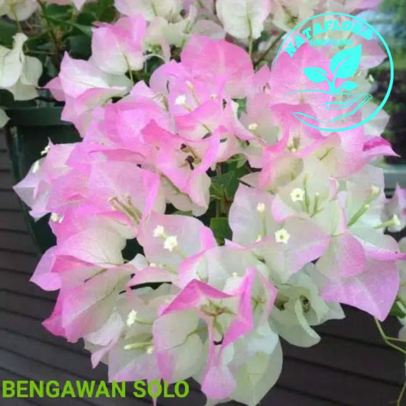 Jual PROMO!!TANAMAN HIAS BUGENVIL BUNGA KERTAS//BENGAWAN SOLO-Bunga ...
