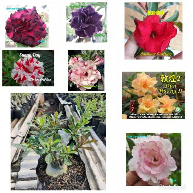 Jual Adenium bunga tumpuk | Shopee Indonesia