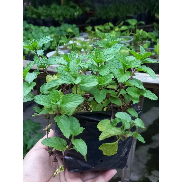 Jual Tanaman Mint Bibit Mint Daun Mint Tanaman Herbal Mint | Shopee ...