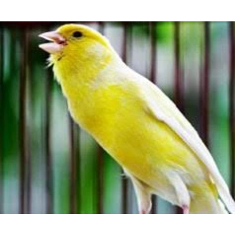 Jual BURUNG KENARI IMPORT TAIWAN GACORAN | Shopee Indonesia