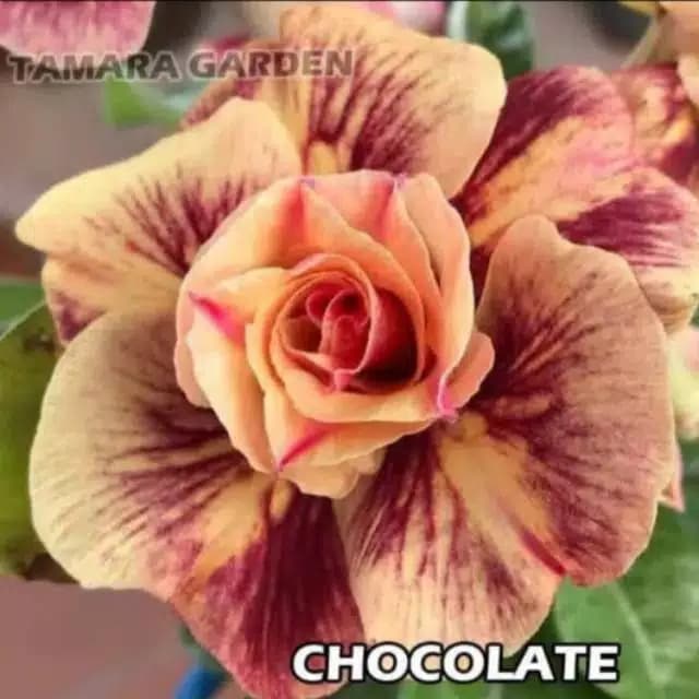 Jual PROMO Bibit bunga kamboja adenium bunga tumpuk ( Chocolate ...