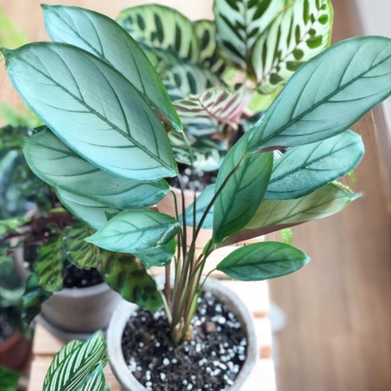 Jual Tanaman hias calathea grey start I kalatea sentosa I setosa ...