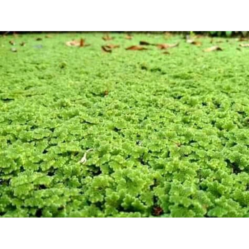 Jual BIBIT AZOLA 500 GRAM BENIH AZOLLA | Shopee Indonesia