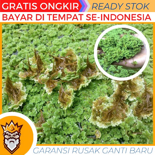 Jual bibit azolla 1kg pinnata microphylla pakan ternak | Shopee Indonesia