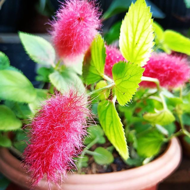 Jual Bibit Tanaman Bunga Ekor Kucing Gantung (Acalypha hispida)Pohon ...