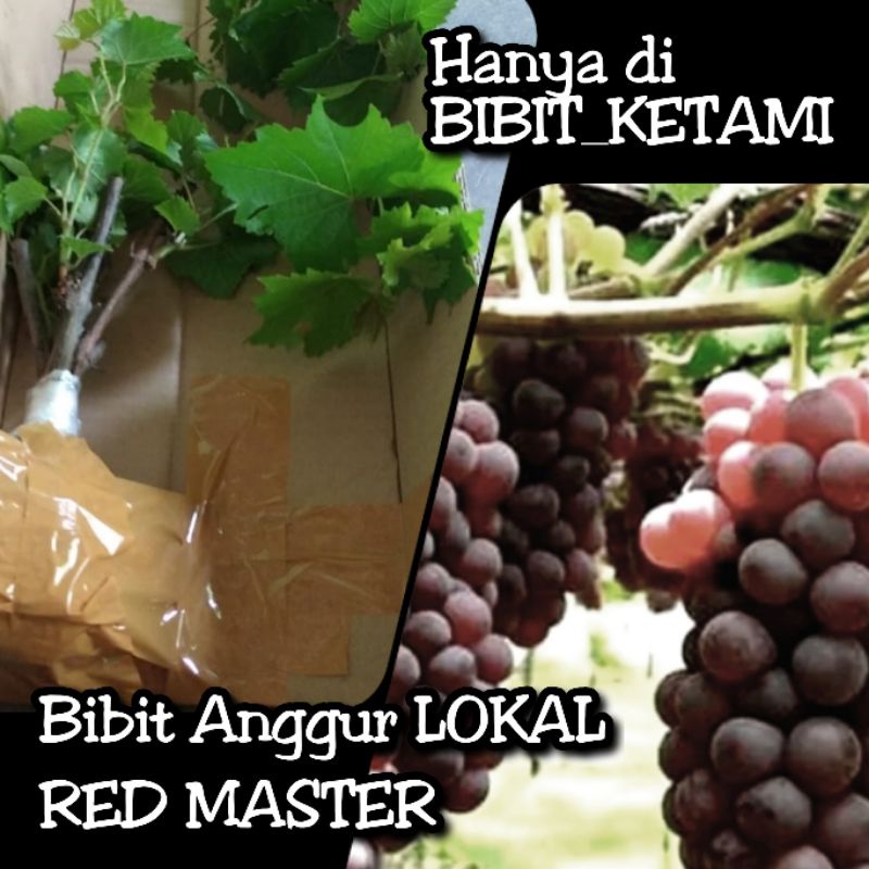 Jual Bibit Anggur Lokal Red Master (MERAH) - Kategori Standart ...