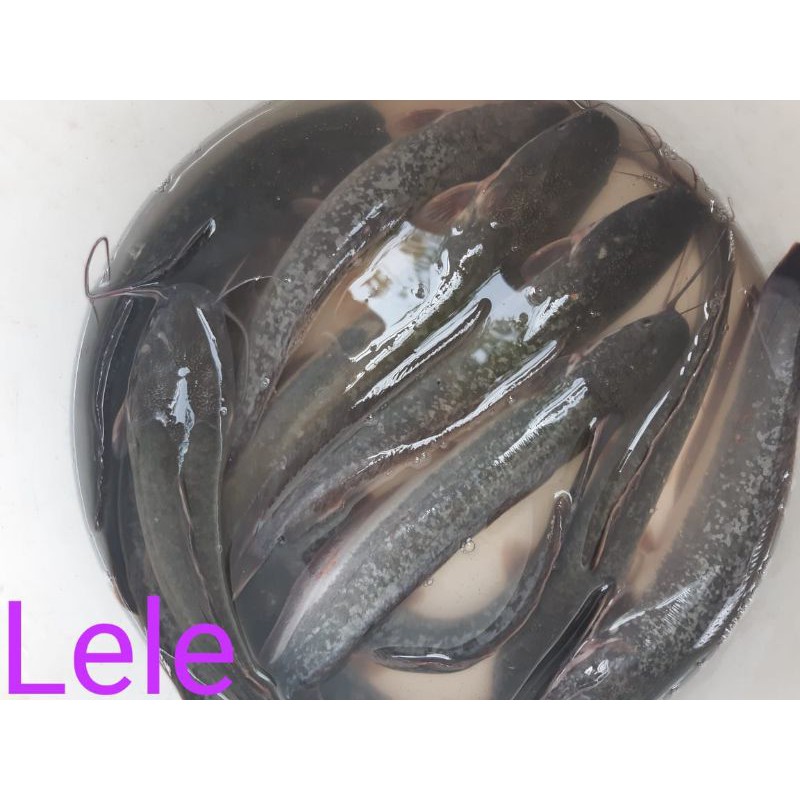 Jual IKAN LELE SEGAR,/500GRM | Shopee Indonesia