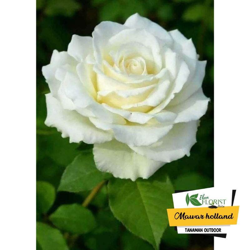 Jual Bibit Bunga Mawar Holland Putih Jumbo (bunga hidup besar) | Shopee ...