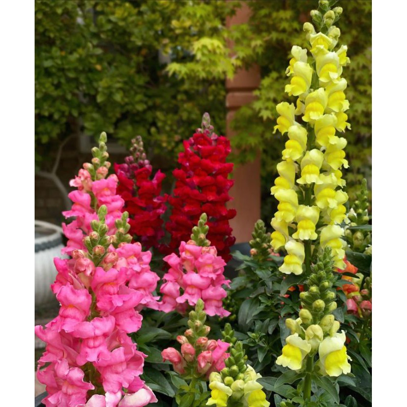 Jual Tanaman bunga snapdragon | Shopee Indonesia