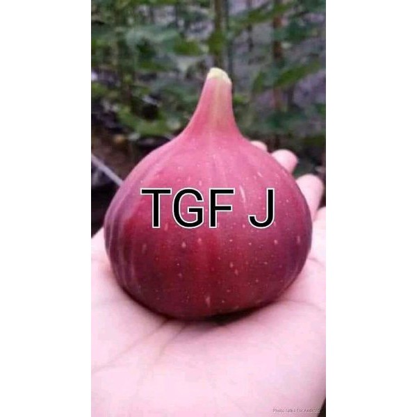 Jual bibit buah tin TGF jumbo | Shopee Indonesia