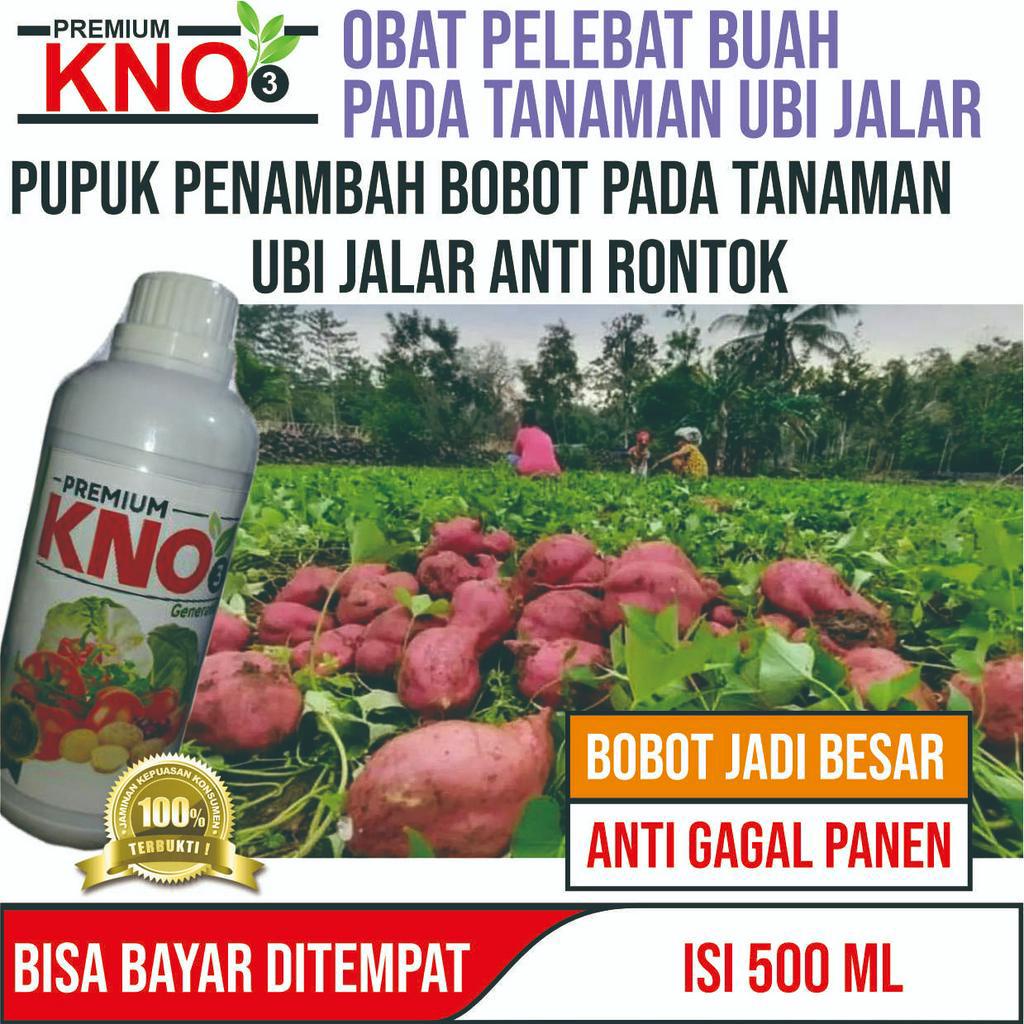 Jual PUPUK UBI BESAR Premium Kno3 Obat Pembesar Umbi-Umbian Panen Lebih ...