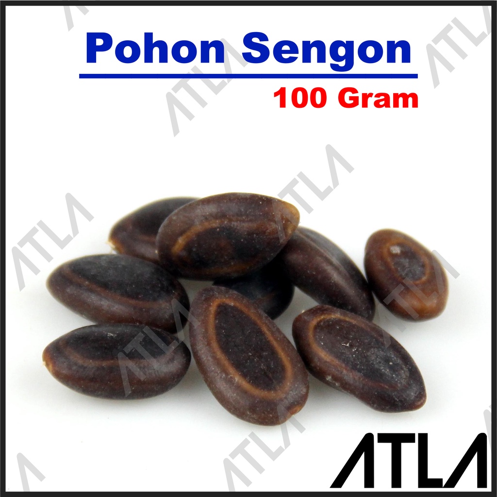 Jual Benih Pohon Sengon Buto 100 Gram Biji Kayu Daun Bibit Tanaman ...