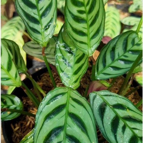 Jual tanaman hias bunga calathea sepat calathea burle marx , chalatea ...