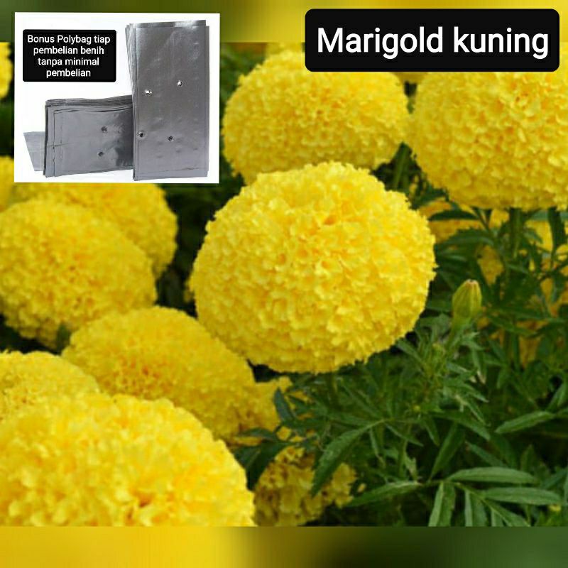 Jual isi 20 benih/Biji Bunga Indah Marigold KUNING mudah tumbuh ...