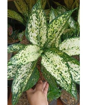 Jual Tanaman hias aglonema Snow white DAUN RIMBUN Tanian Lokal / Tanian ...