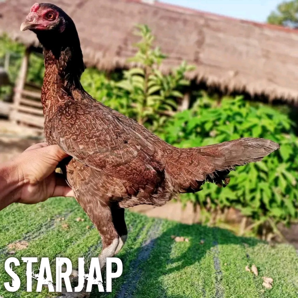 Jual ayam bangkok super pama ninja telur fertil | Shopee Indonesia Jual ayam bangkok super pama ninja telur fertil | Shopee Indonesia