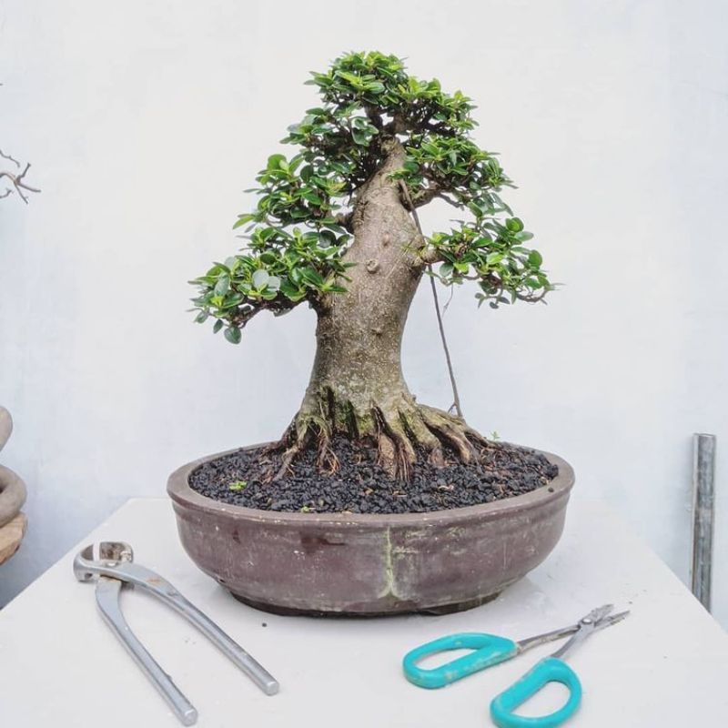 Jual Bonsai Beringin dollar mikro | Shopee Indonesia