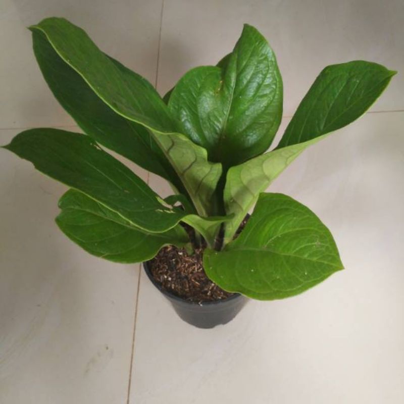 Jual Tanaman Hias Anthurium Supernova - Antorium jemani supernova ...