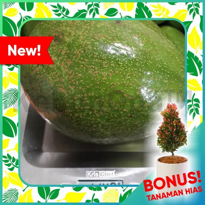 Jual BIBIT TANAMAN BUAH ALPUKAT JUMBO LARA HAWAII TANAMAN HIDUP BUKAN ...
