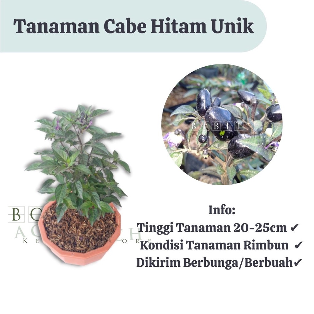 Jual Bibit Cabe Hitam / Cabai Hitam Unik | Shopee Indonesia