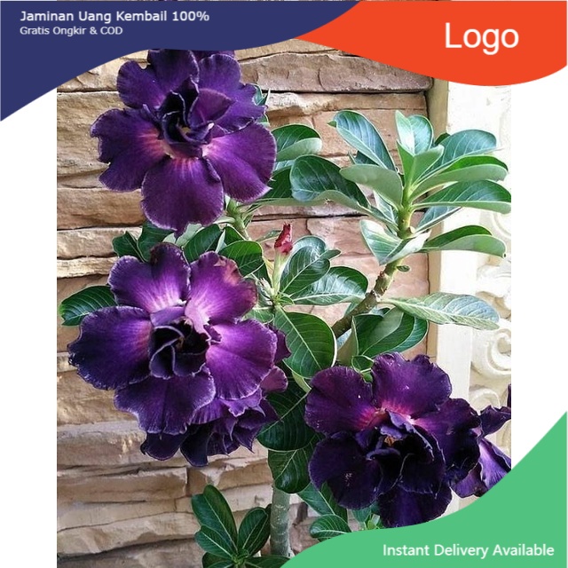 Jual Bibit bunga adenium Kamboja jepang bunga tumpuk (bunga ungu ...