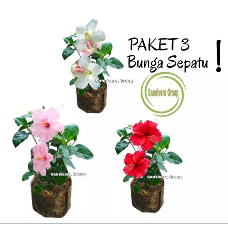 Jual Paket 3 Tanaman Kembang Sepatu / Hibiscus rosa sinensis / bunga ...