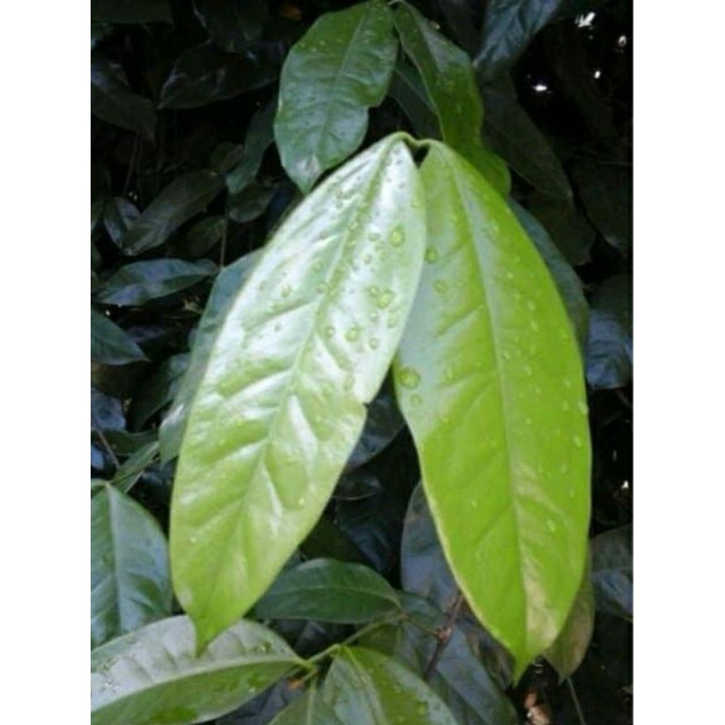 Jual Daun Melinjo Muda Daun So 100 daun lebih | Shopee Indonesia