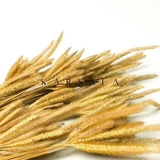 Produk Karsala Living | Shopee Indonesia