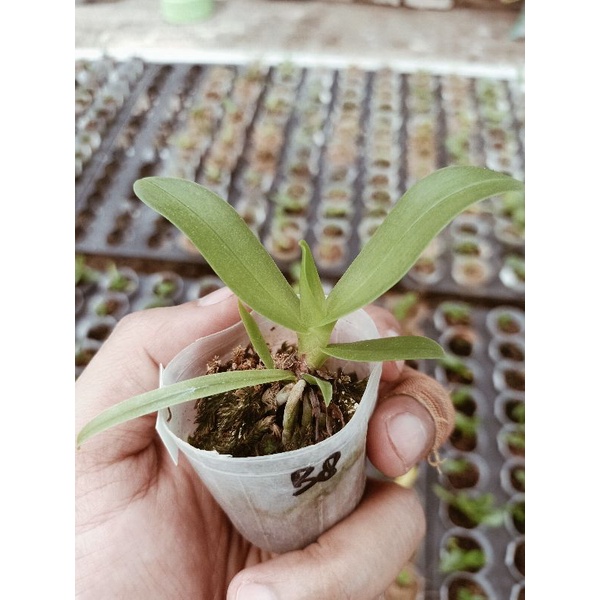 Jual Seedling Anggrek Angraecum Eburneum Komet Bibit Bunga Spesies ...