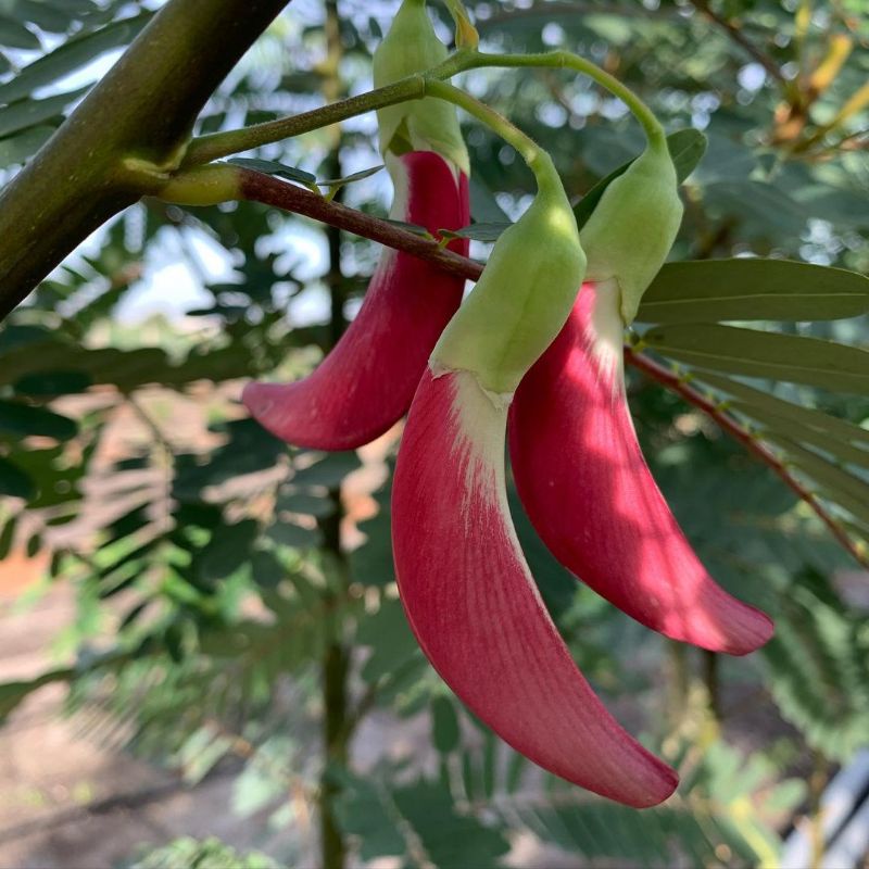 Jual Tanaman Herbal Kembang Turi merah / toroy / Lalapan turi ...