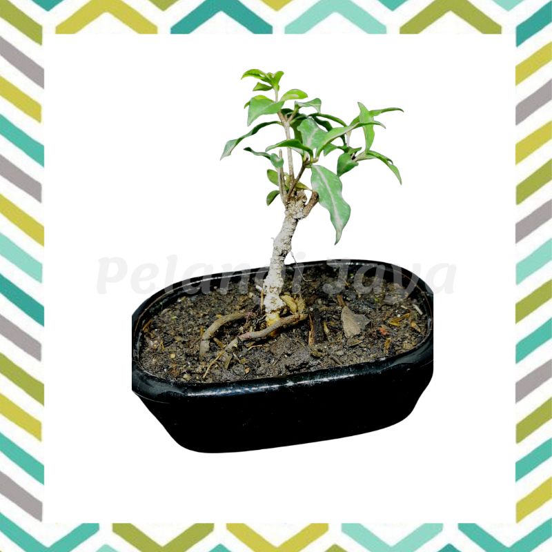 Jual Bonsai sakura micro | Shopee Indonesia