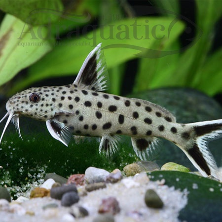 Jual (INSTANT BANDUNG) IKAN HIAS LEOPARD CATFISH SYNODONTIS PETRICOLA ...