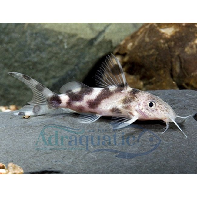 Jual (INSTANT BANDUNG) IKAN HIAS SYNODONTIS DECORUS CLOWN SQUEAKER ...