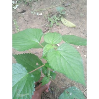 Jual daun jelatang daun gatal atau daun pulus 500grm | Shopee Indonesia