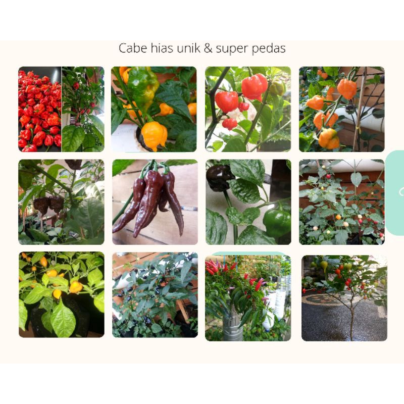 Jual Biji Benih Aneka Cabe Import (pilih 10 macam) | Shopee Indonesia