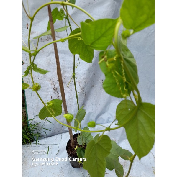 Jual Tanaman Herbal Rambusa, Markisa Hutan | Shopee Indonesia