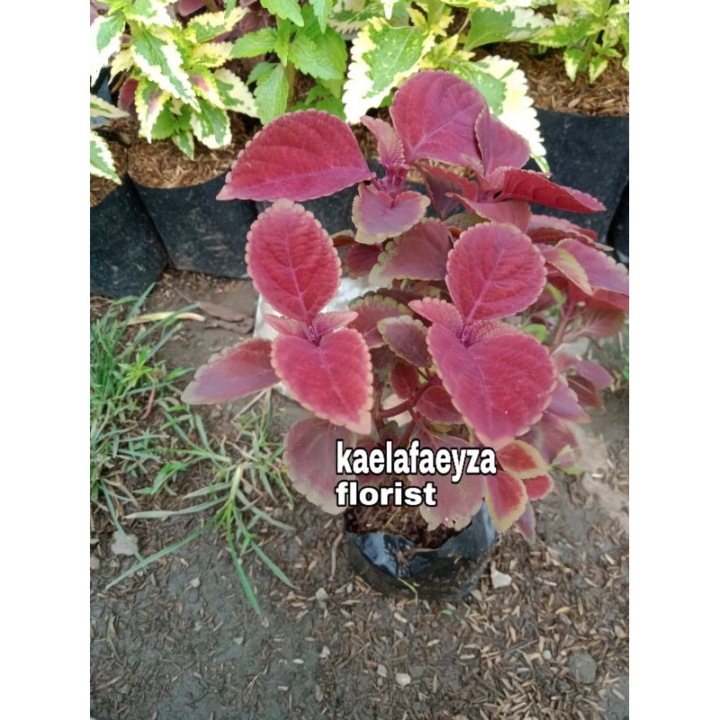 Jual tanaman bunga miana merah | Shopee Indonesia