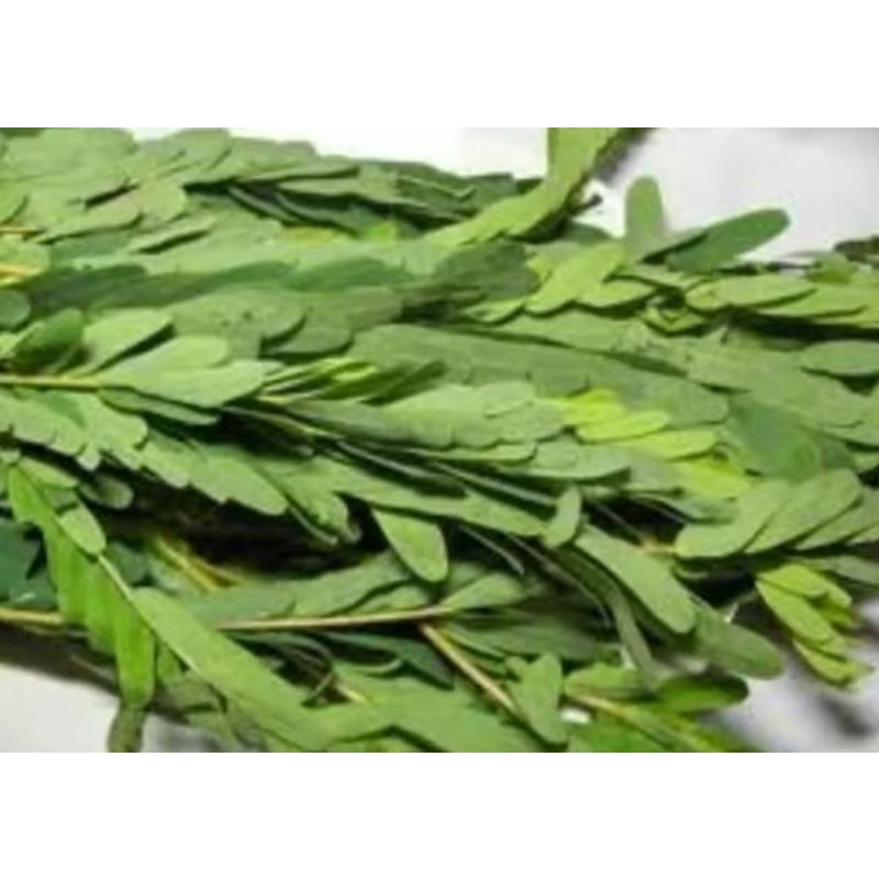 Jual Daun Turi segar | Shopee Indonesia