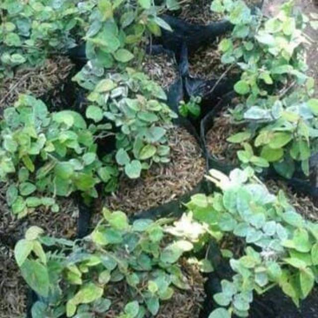 Jual Tanaman Rambat Dolar Mini - Dollar Mini Rambat | Shopee Indonesia