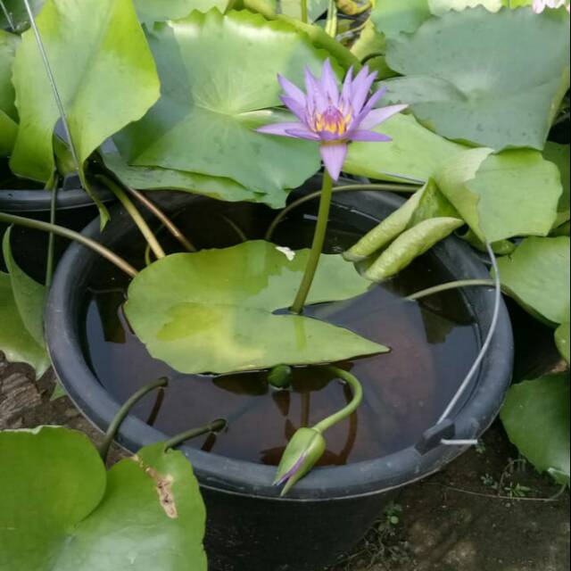 Jual Tanaman Hias Air Teratai Berbagai Warna | Shopee Indonesia