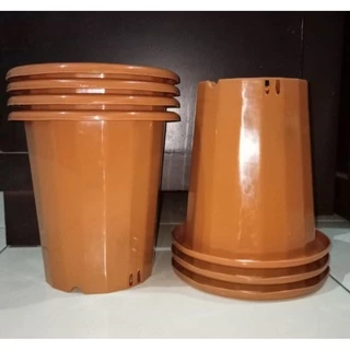 Jual Bunga Stevia Terlengkap & Harga Terbaru April 2026 | Shopee Indonesia