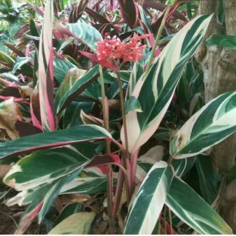 Jual tanaman hias calathea tri color/ meranti bali | Shopee Indonesia