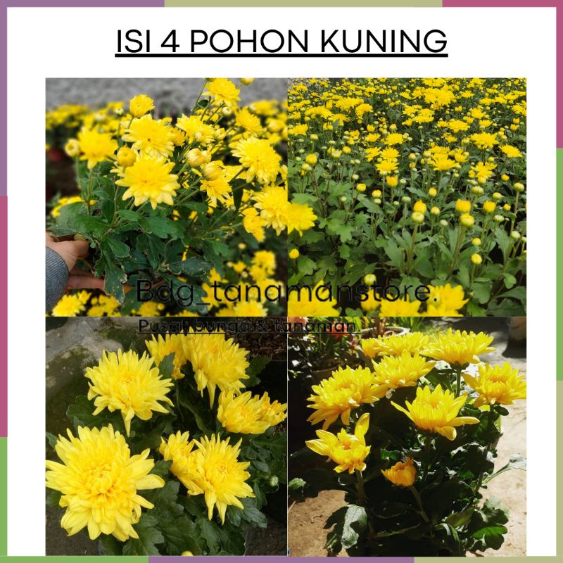 Jual ISI 4 POHON TANAMAN BUNGA KRISAN SERUNI ASTER KUNING KUALITAS ...