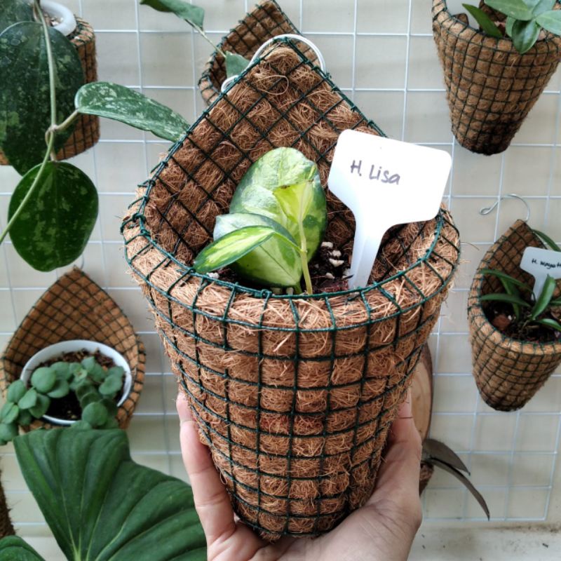 Jual Pot Sabut Kelapa Kerucut, Pot Anggrek, Pot Hoya diameter dalam ...