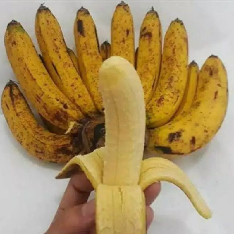 Jual Pisang Barangan Medan asli dari pengirim medan | Shopee Indonesia