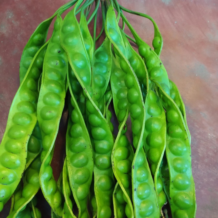 Jual PETE MURAH PETAI KALIMANTAN SAMBAL PETE PETAI PER PAPAN PETAI ...