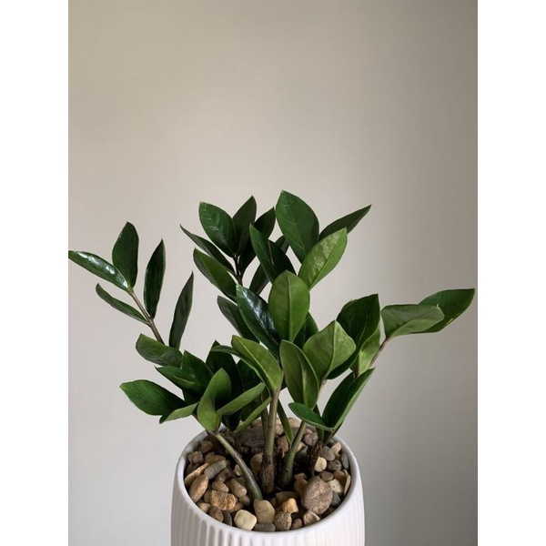 Jual TANAMAN HIAS ZAMIA DOLAR - ZZ PLANT INDOOR - TANAMAN HIAS HIDUP ...