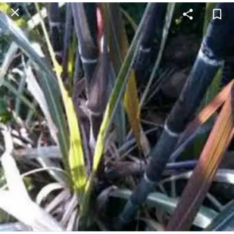 Jual pohon tebu | Shopee Indonesia